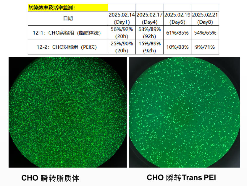 CHO 细胞化学瞬转使用说明-低密度版本 | 公司动态 | 文章中心 | 上海宥艺生物科技有限公司企业网站 - Powered by DouPHP